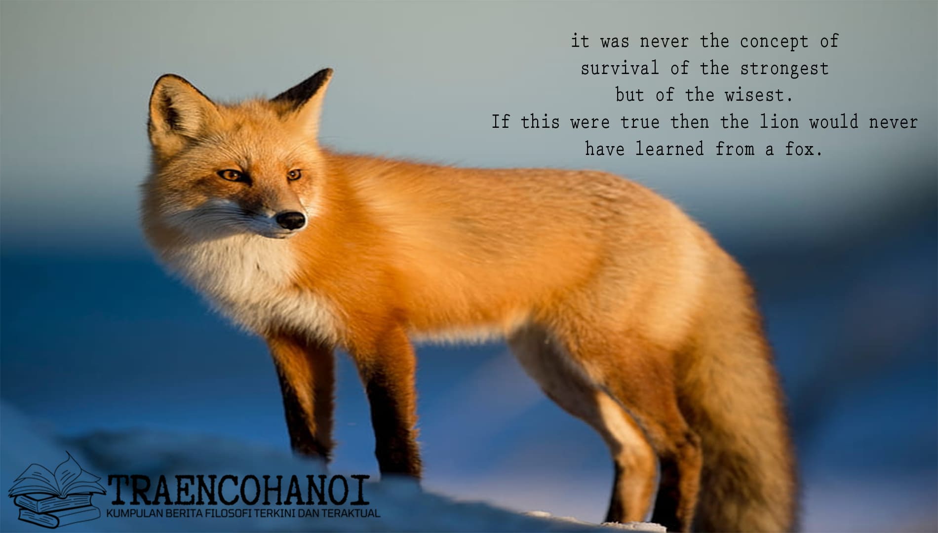 The Philosophy of the Fox: Wisdom and Cunning in Nature's Play