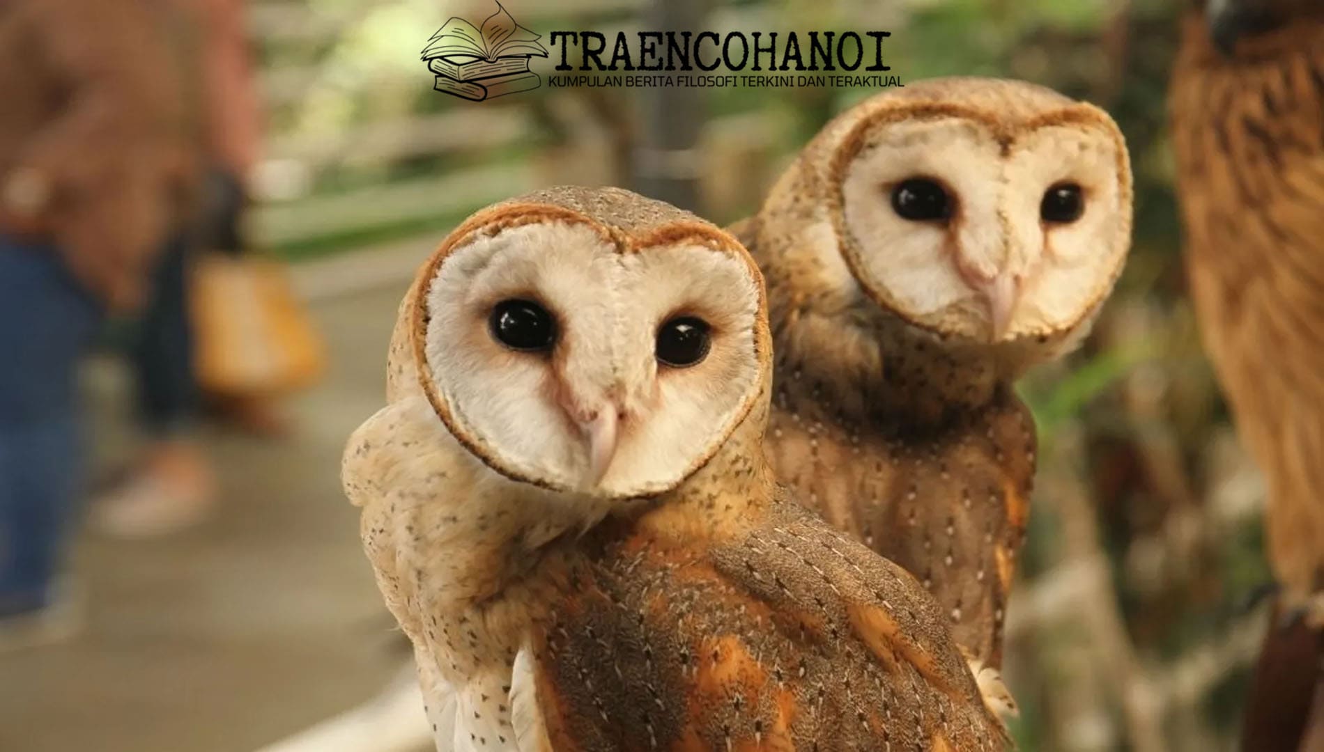 Filosofi Burung Hantu: Diam dalam Keheningan