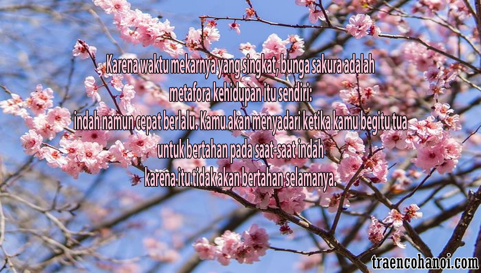 Oubaitori: Menyelami Filosofi Jepang tentang Keunikan