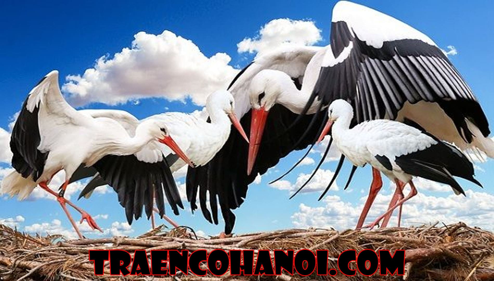 Filosofi Burung Bangau: Refleksi Kehidupan dan Kelahiran Baru