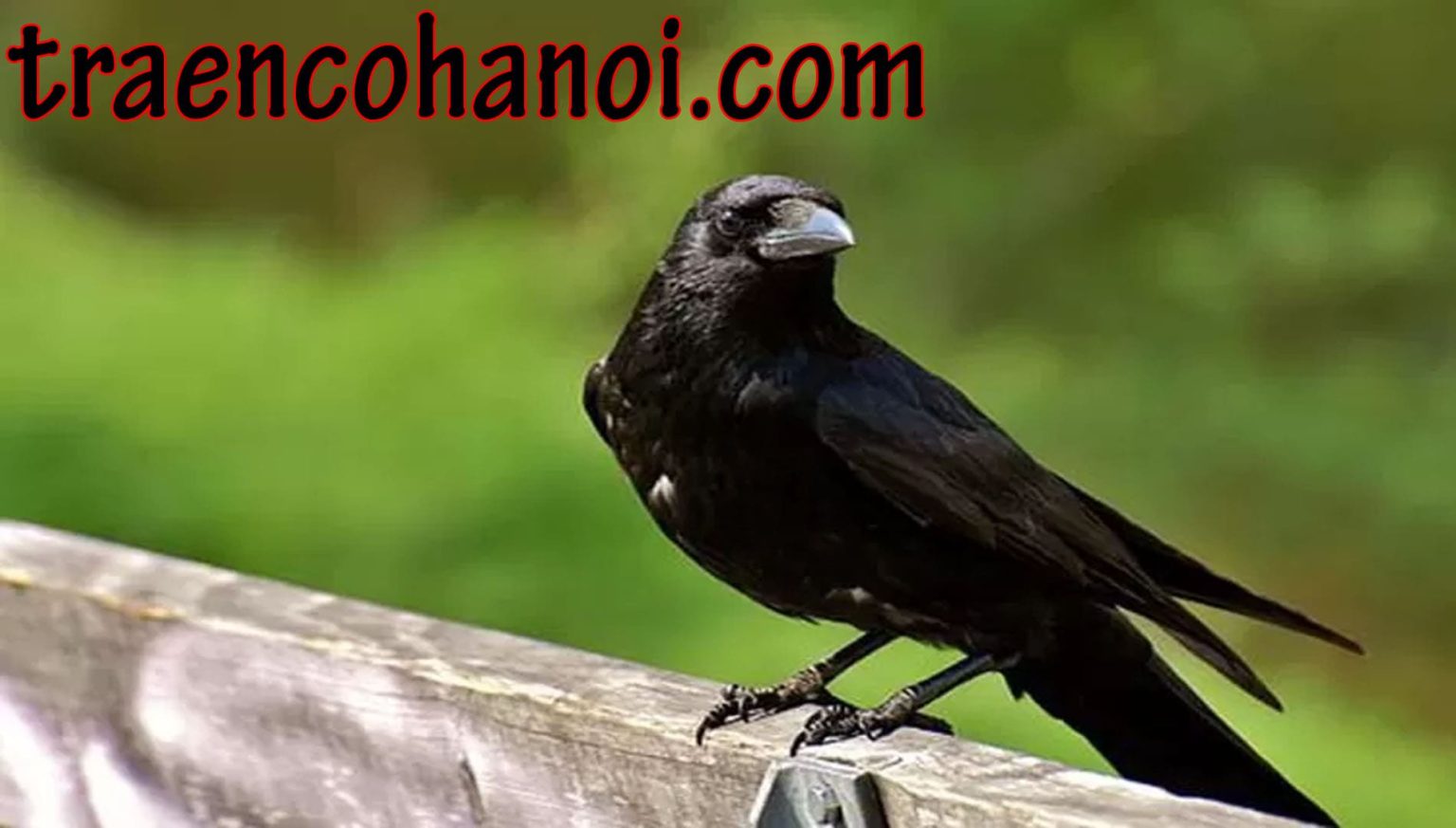 Filosofi Burung Gagak: Kecerdasan dan Koneksi Filosofisnya