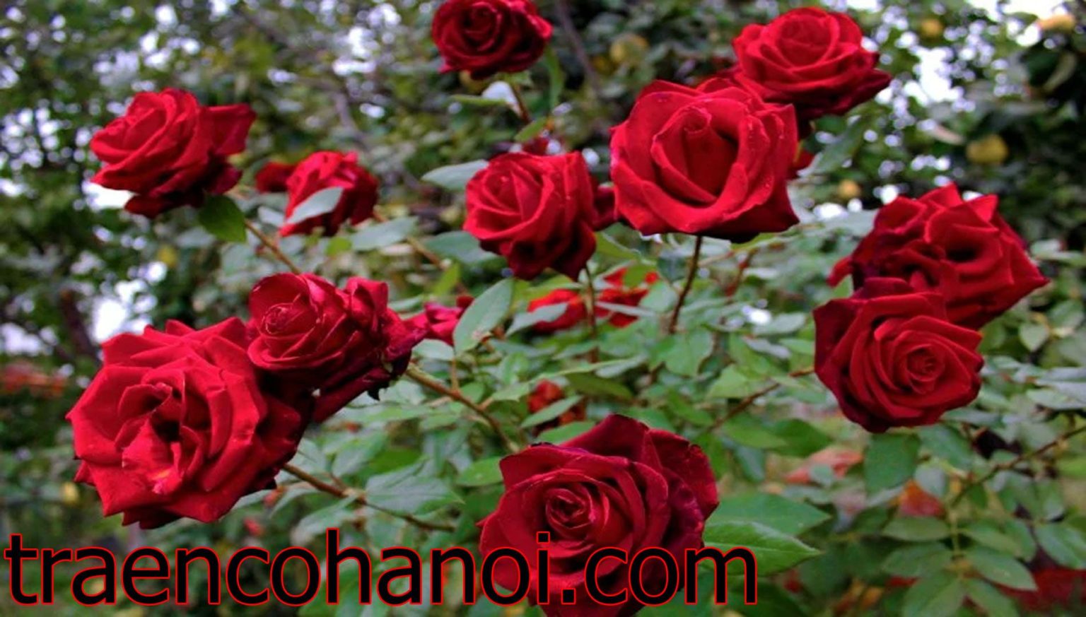 Filosofi Bunga Mawar: Makna Mendalam di Balik Kelopaknya