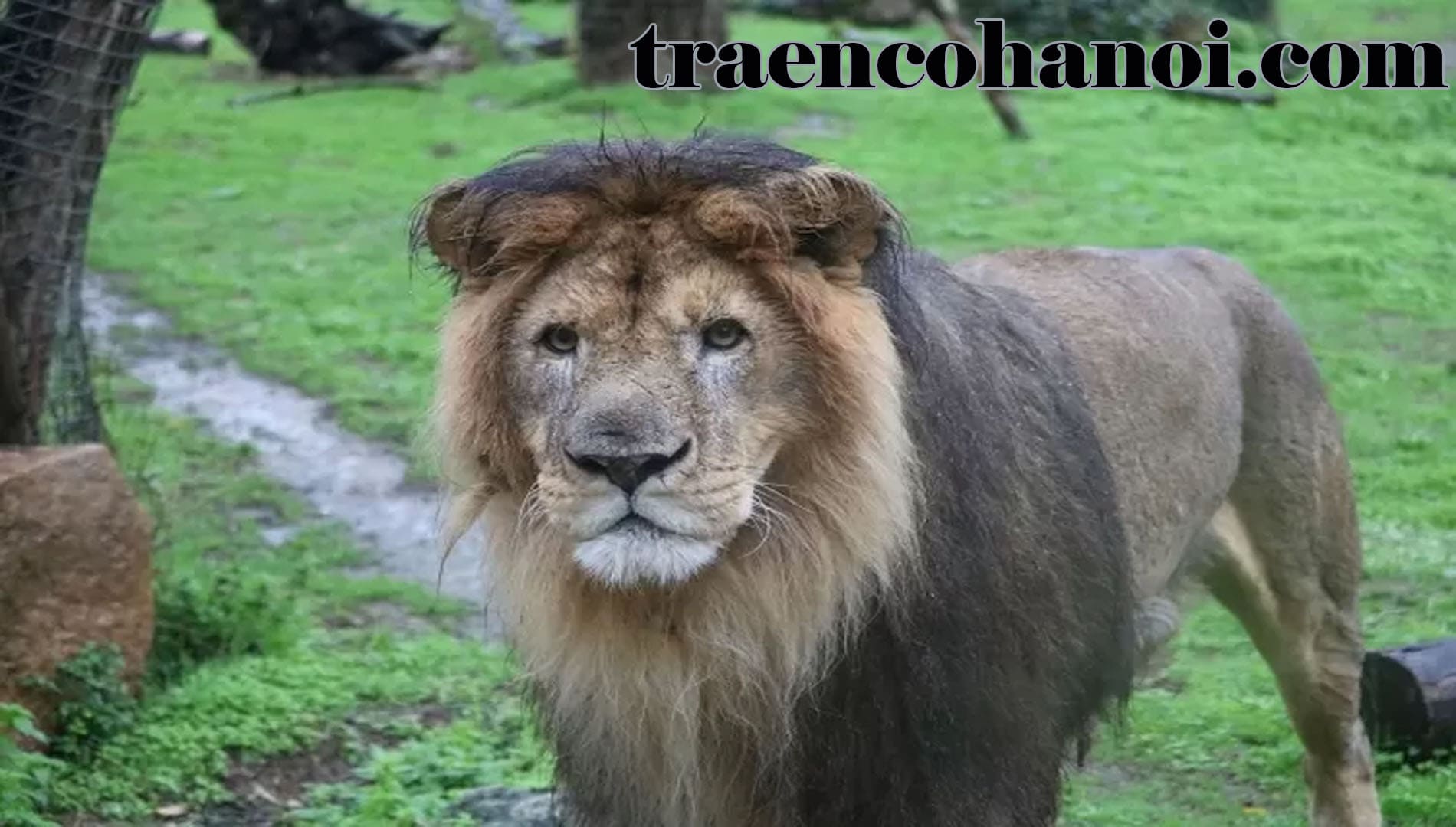 Singa dalam Budaya Populer: Simbolisme dan Representasi